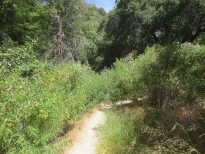 Sturtevant Falls Hike - Los Angeles - The Hikers Way