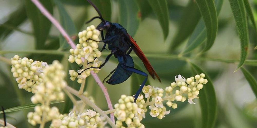 Tarantula Hawk Wasp - The Hikers Way